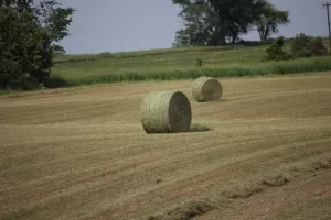 Is Hay Testing Worthwhile? - Brooks Feeds